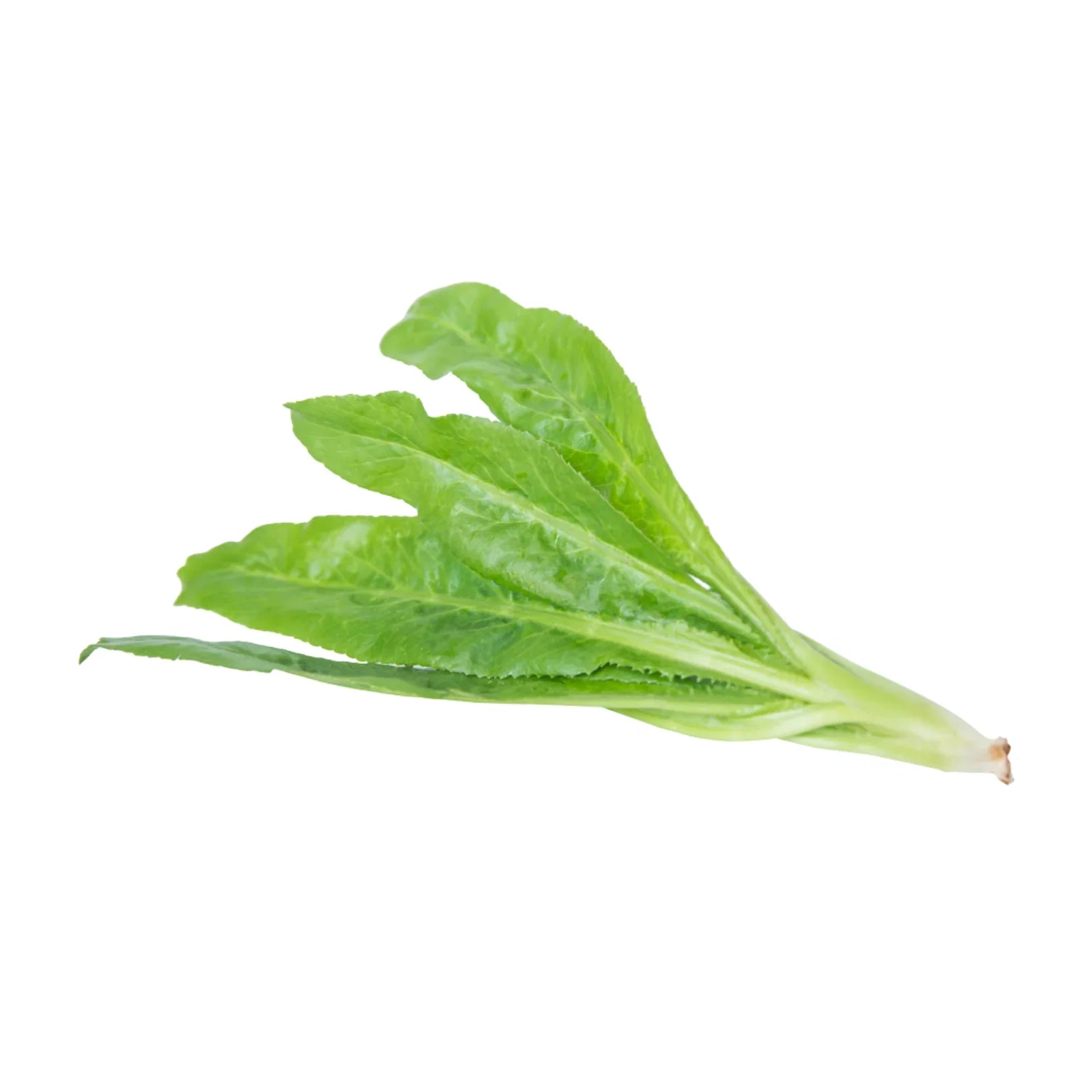 Fresh Thai Parsley/Ngo Gai 100g – Jag Couture Chocolates